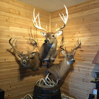 Shop Premium Deer Pedestal Mounts for Sale Online | Full Range Hanging ...