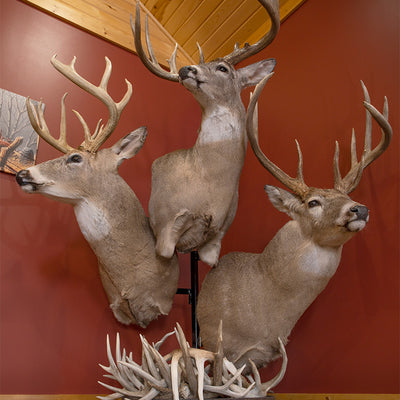 Shop Premium Deer Pedestal Mounts for Sale Online | Full Range Hanging ...
