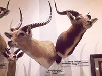 Shop Double Deer Wall Mount Systems for Sale Online | Full Range ...