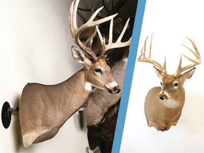 Shop Our High Quality Single Deer Wall Mounts Online | Full Range ...